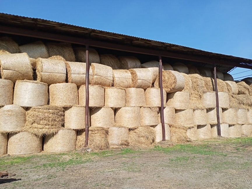 Продам сено в рулонах