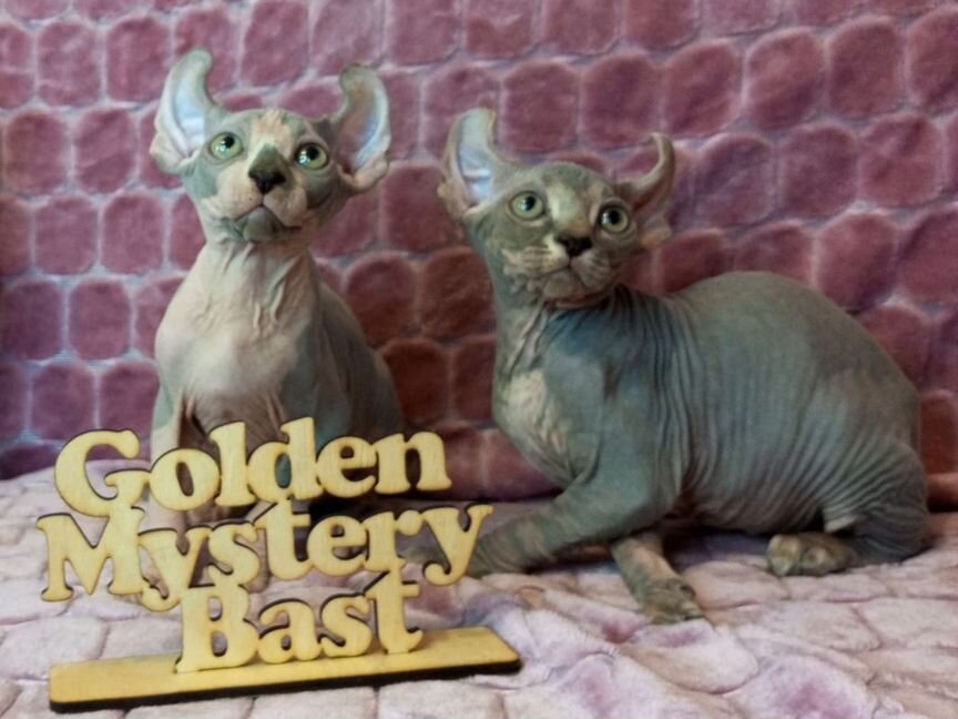 Сфинкс Эльф