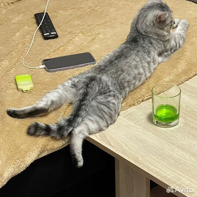 Кот и кошка стерилизованы