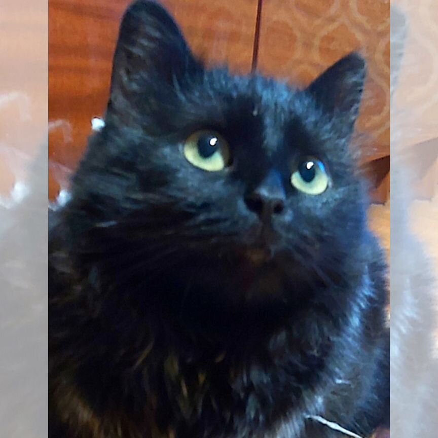 Взрослая кошка в добрые руки