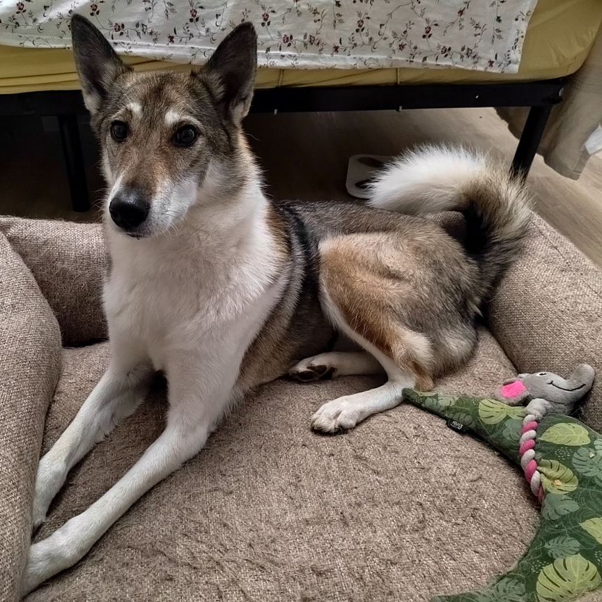 Лайка в добрые руки