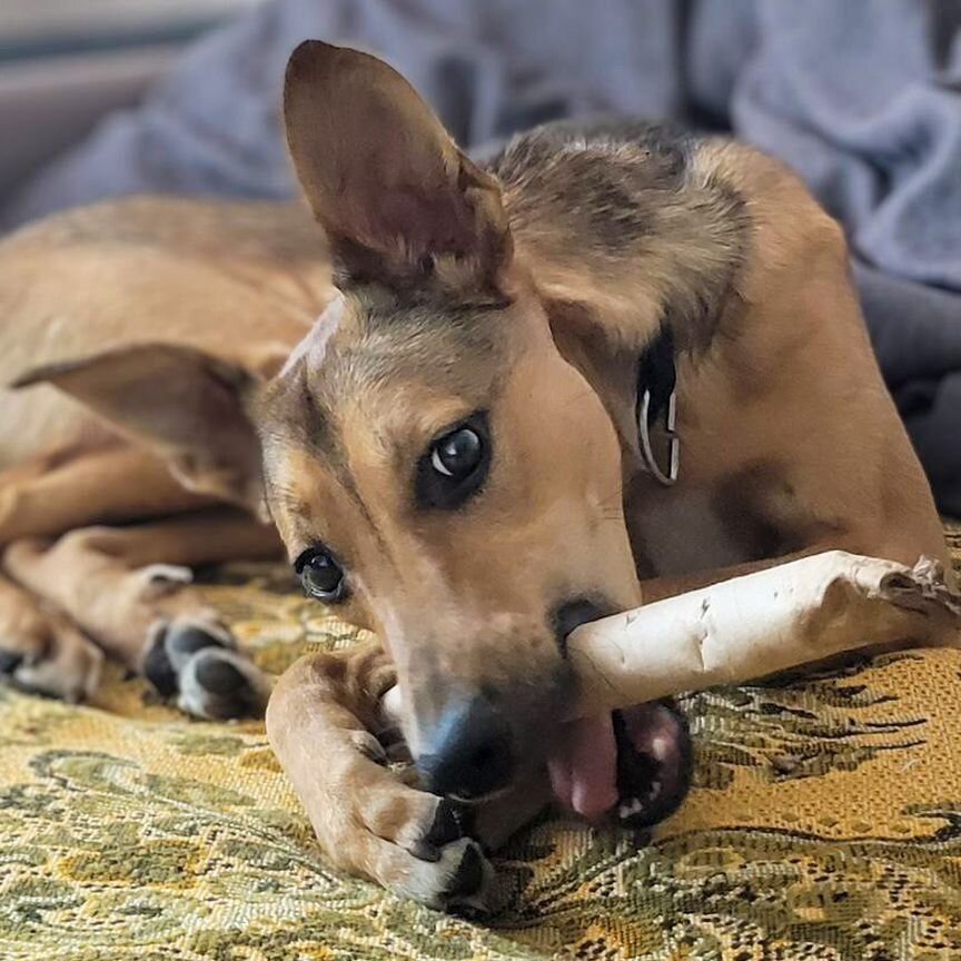 Ищет дом отказник Тоби