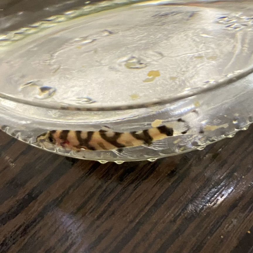 Шустрая рыбулька