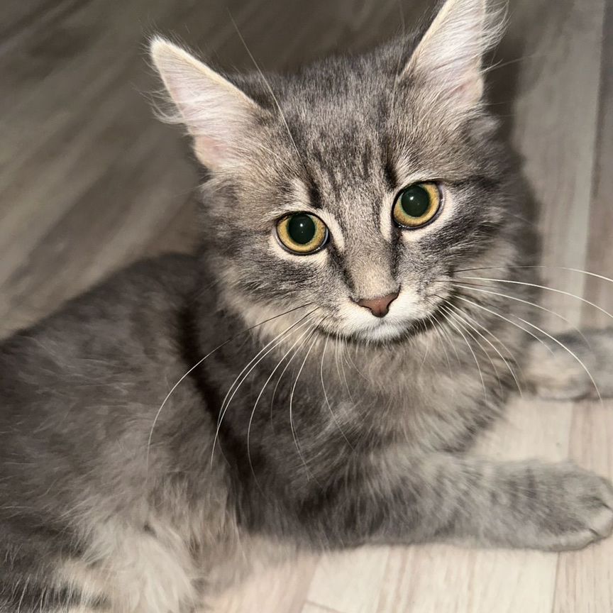 Котенок британец