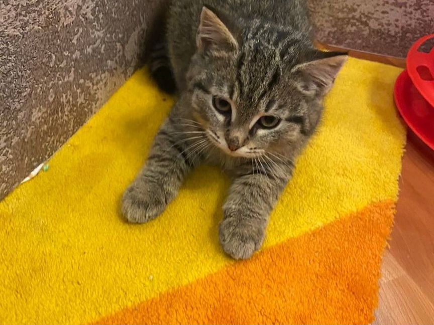 Котенок дамкевая девочка Эни