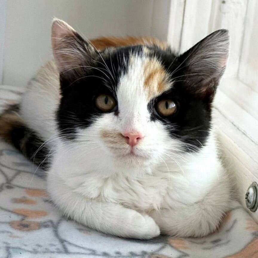 Марья ищет дом