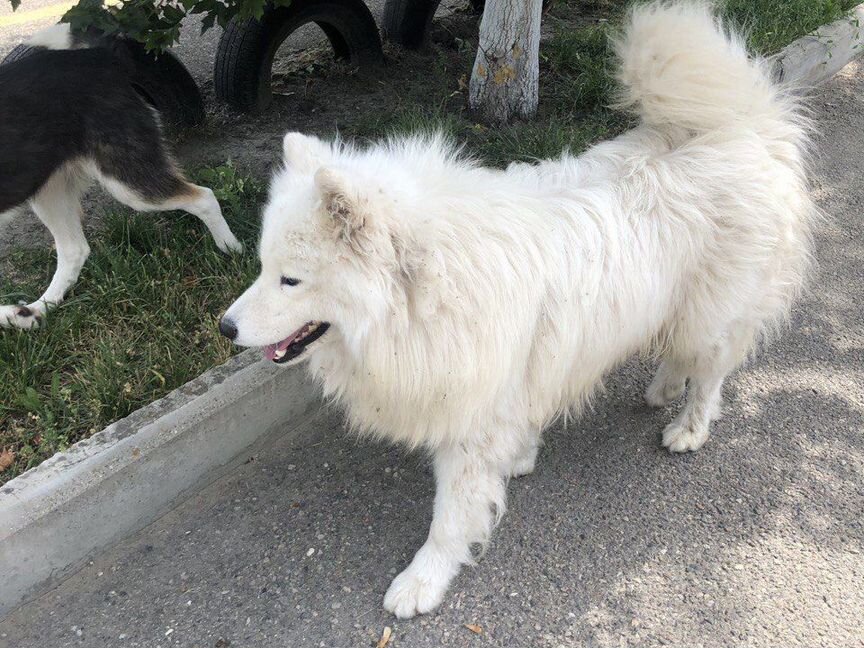 Приблудился Самоед