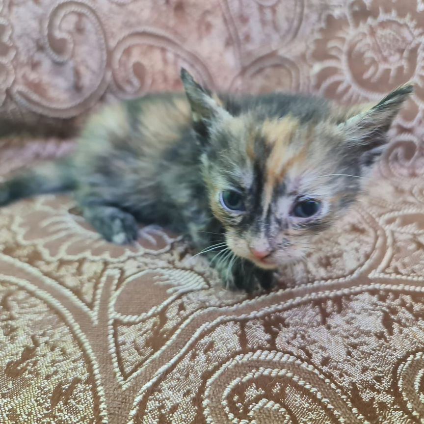 Котята в добрые руки бесплатно