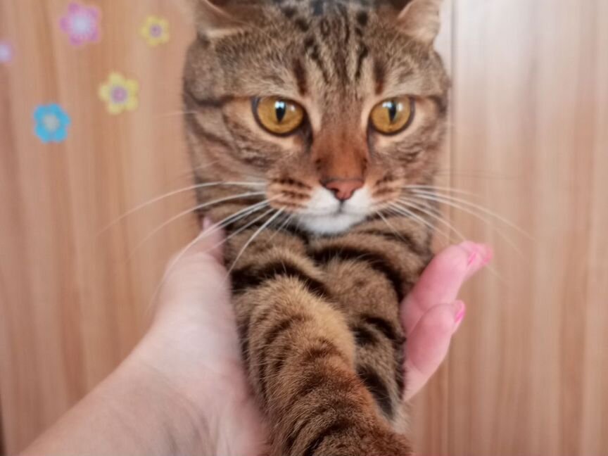 Бенгальская кошка