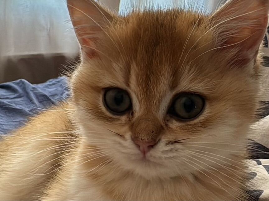 Золотая шиншилла