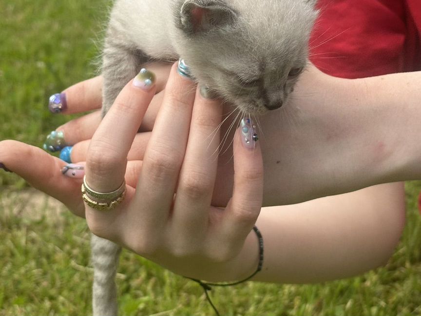 Котята в добрые руки 1 месяц