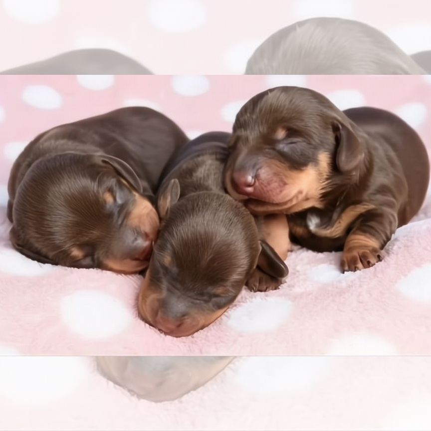 Карликовая такса, щенок