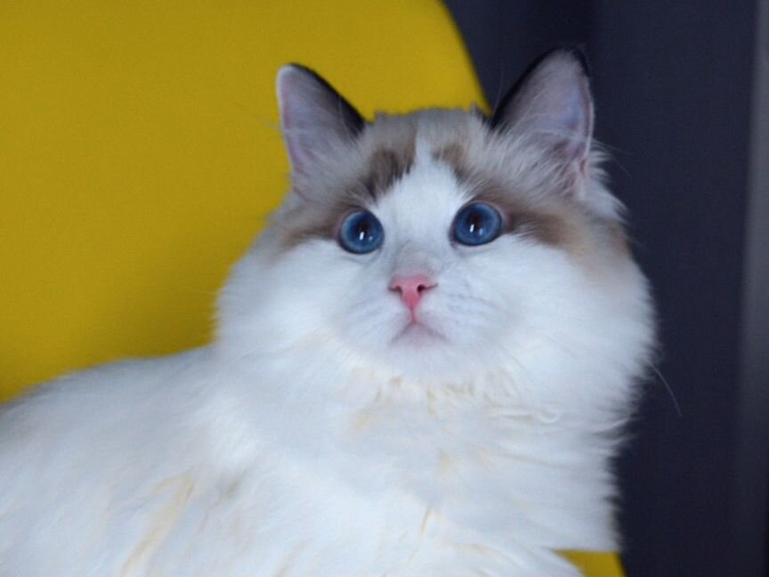 Эмми регдолл, прекрасная ласковая девочка