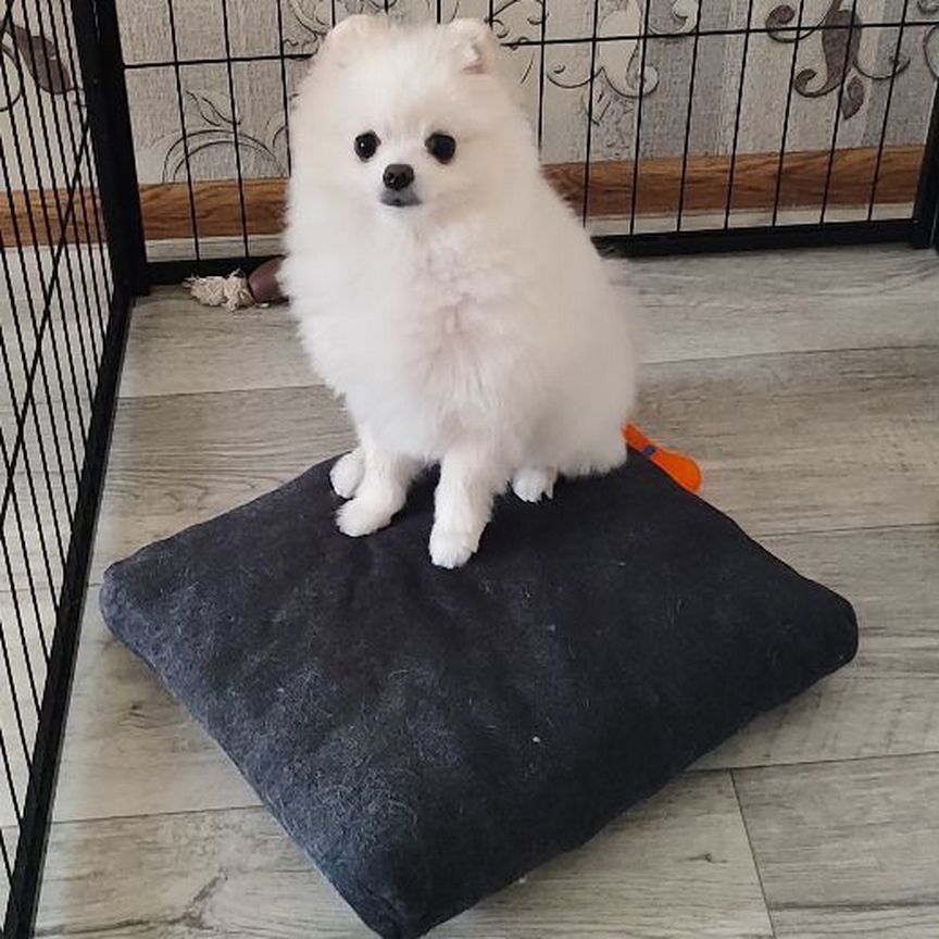 Померанский шпиц, щенок