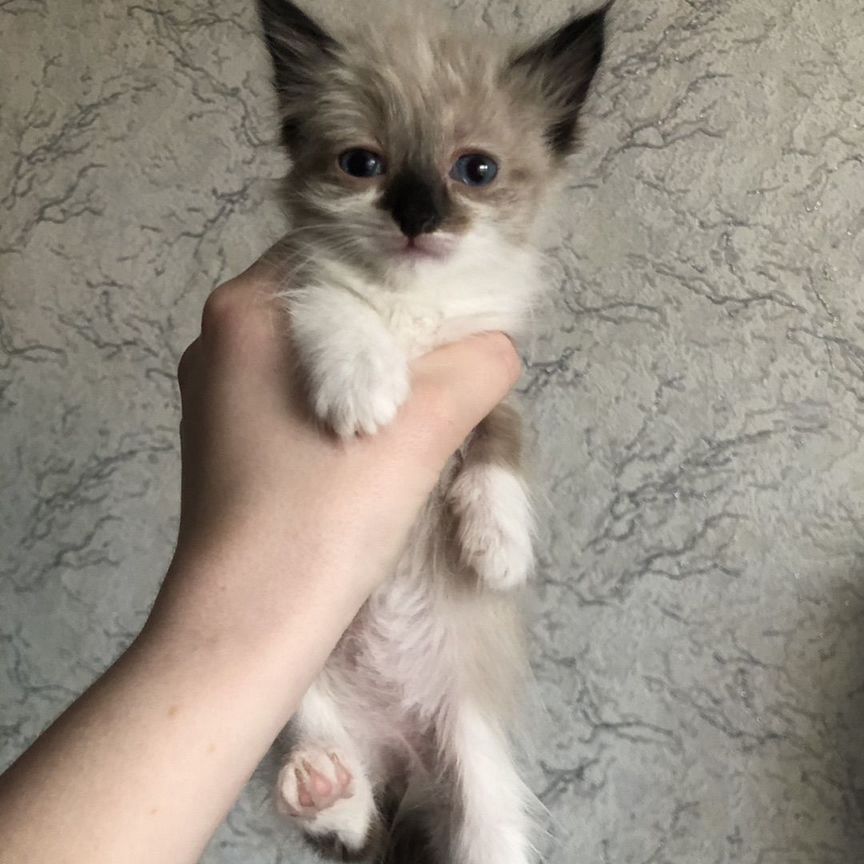 Сиамские котята