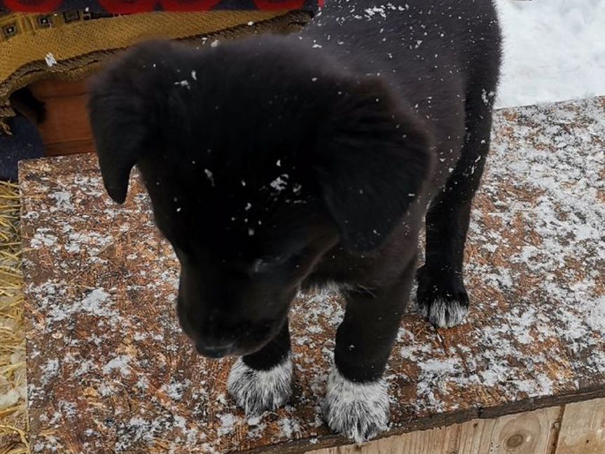 Щеночек девочка 1,5 месяца