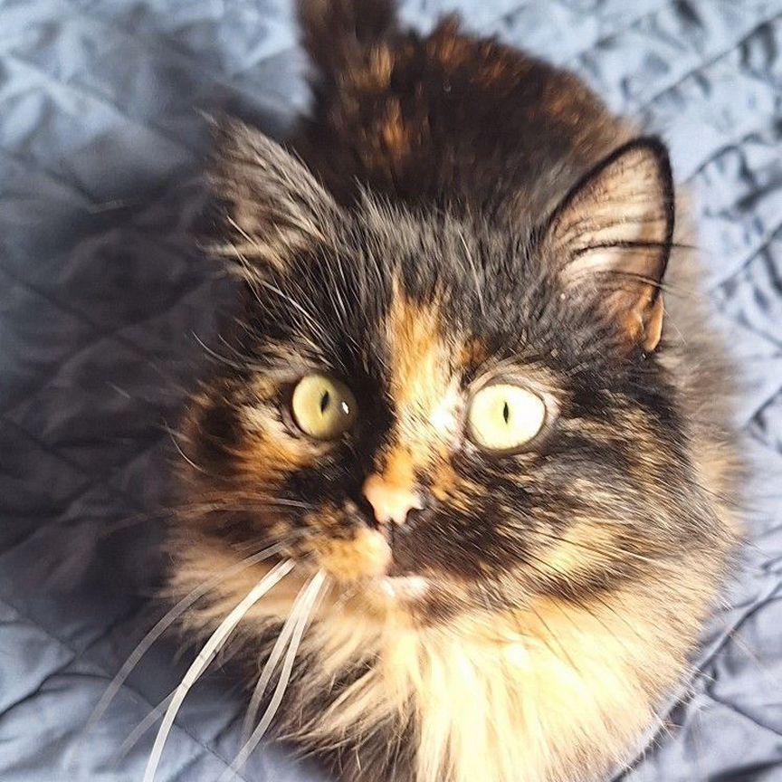 Мини-киска весит 1кг800гр