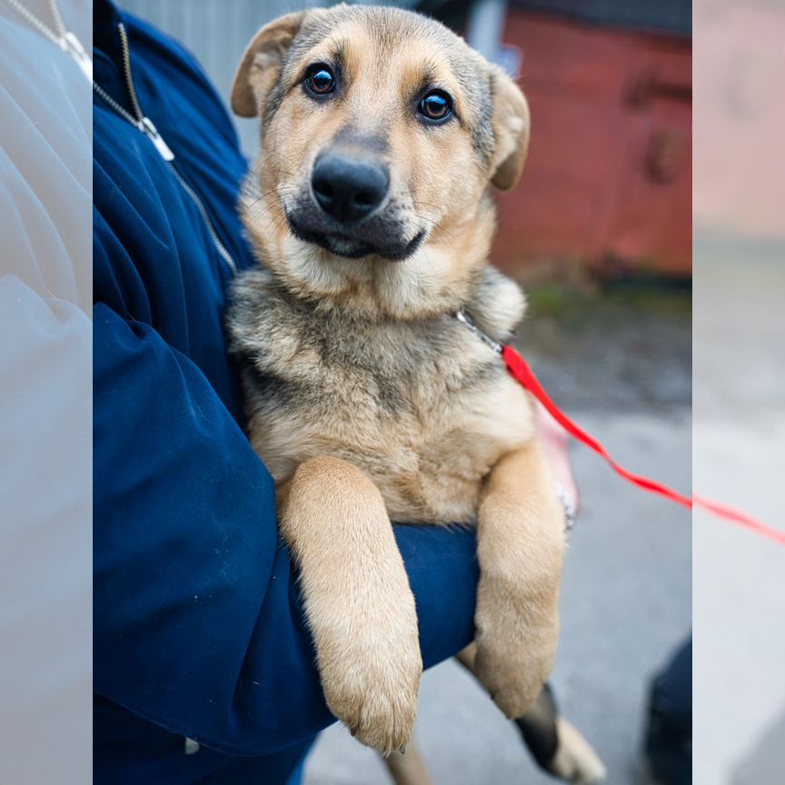 Щенок в добрые руки