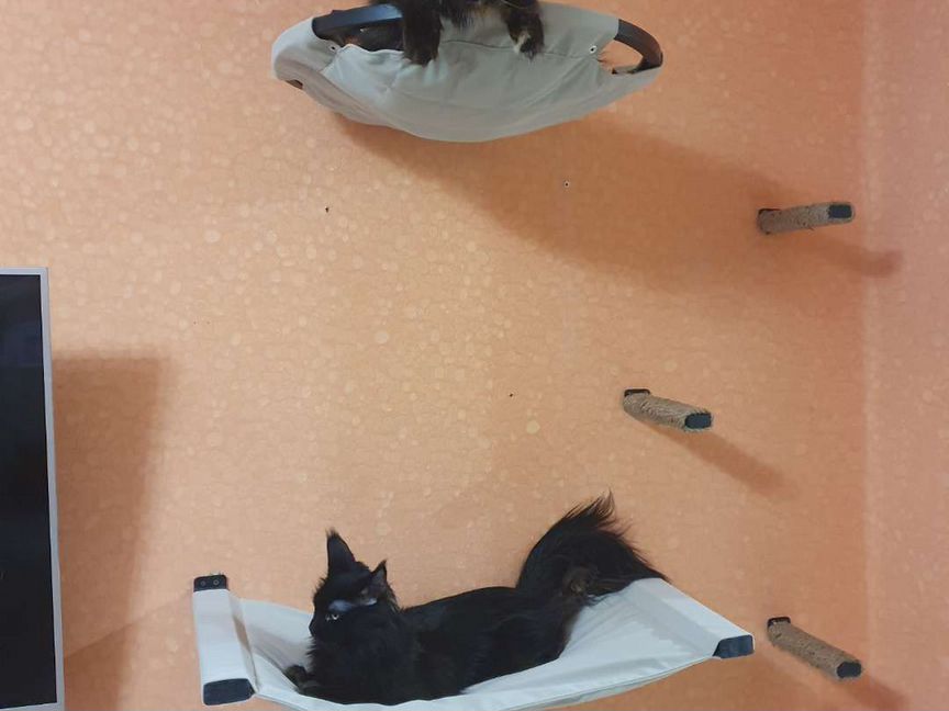 Настенный комплекс для кошек, когтеточка, лежак