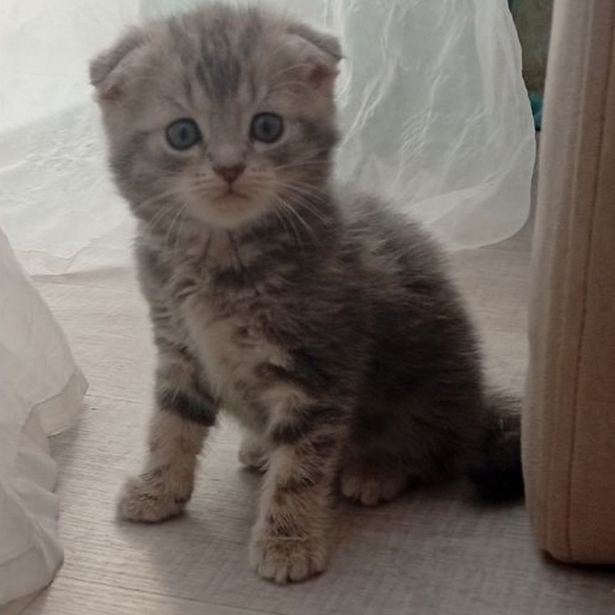 Шотландский вислоухий короткошёрстный котёнок