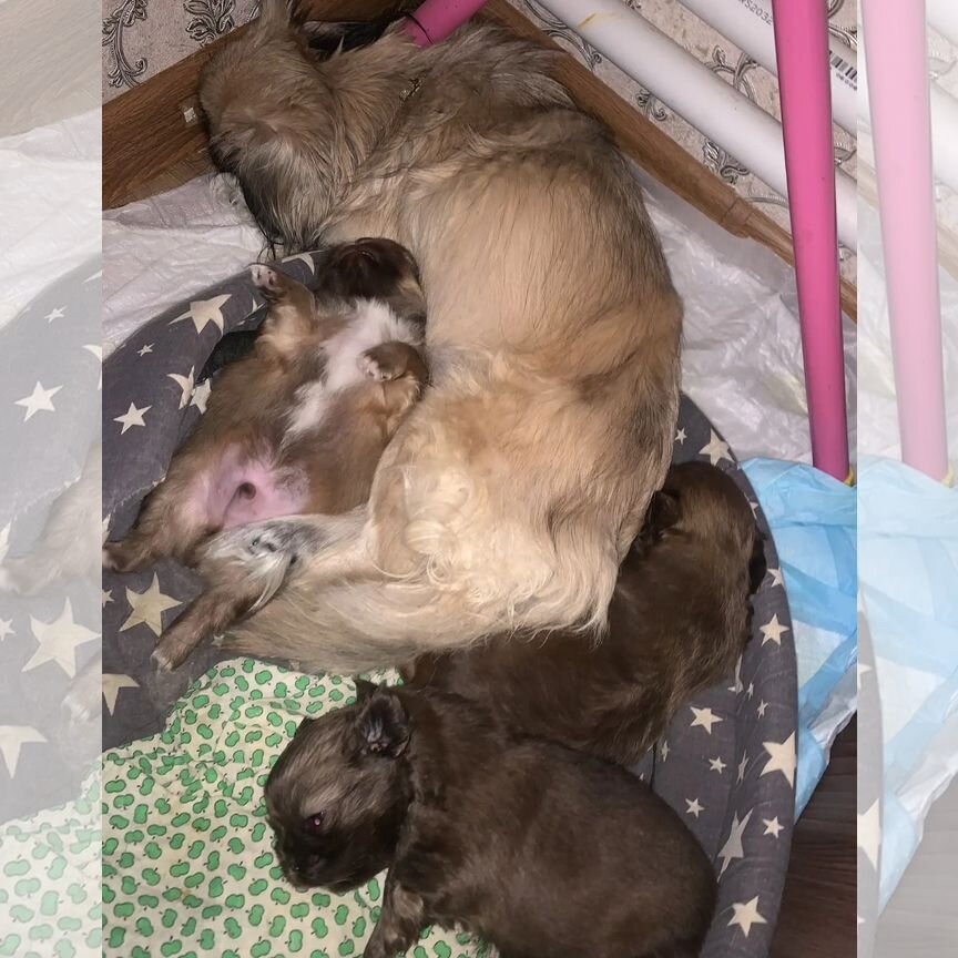 Пекинес, щенок