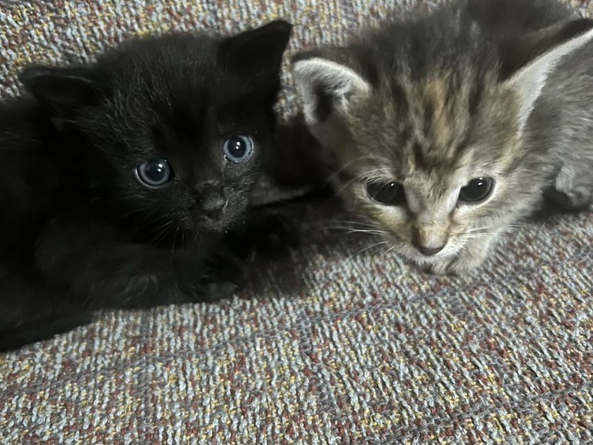 Котята в добрые руки бесплатно