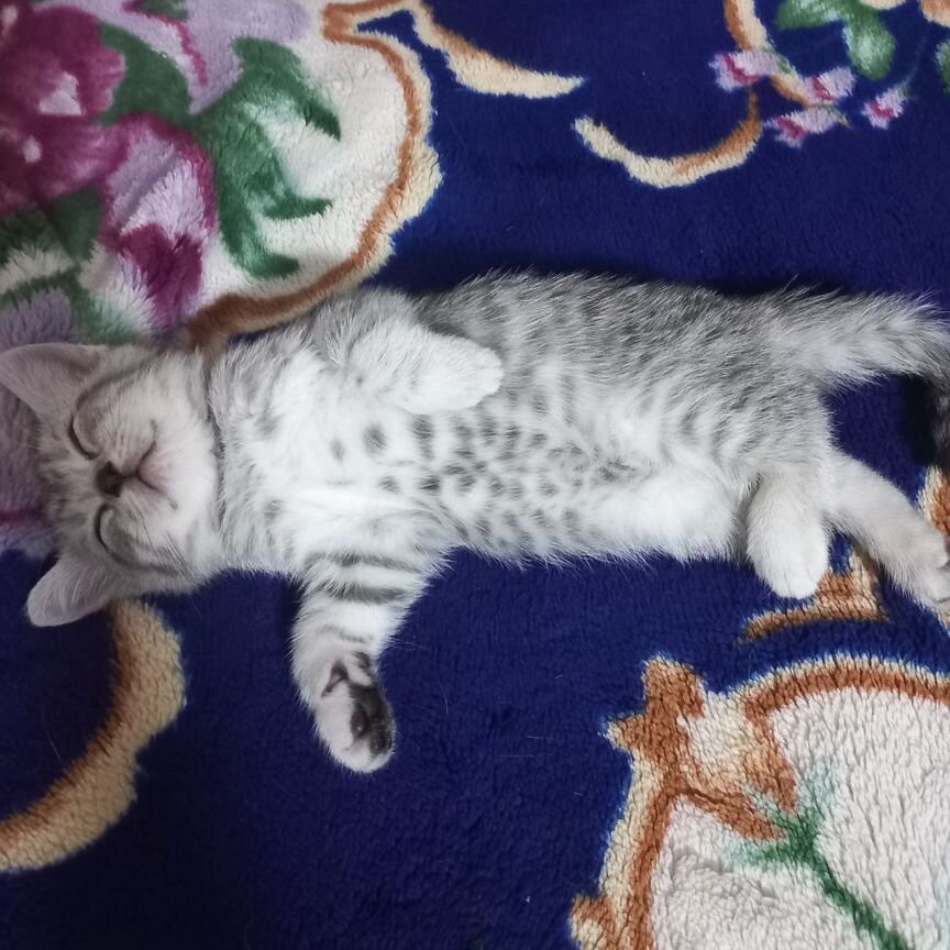 Шотландский вислоухий короткошёрстный котёнок