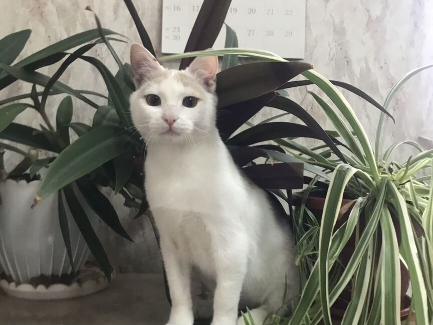 Классный котик в добрые руки