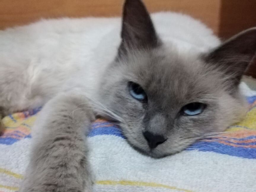 Котик, около года