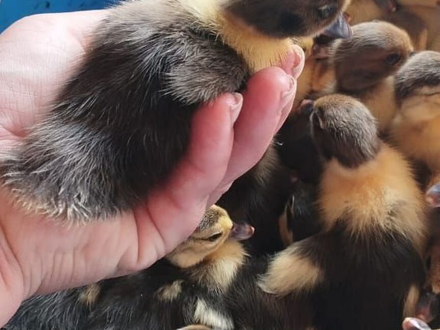 Утята(индоутки)