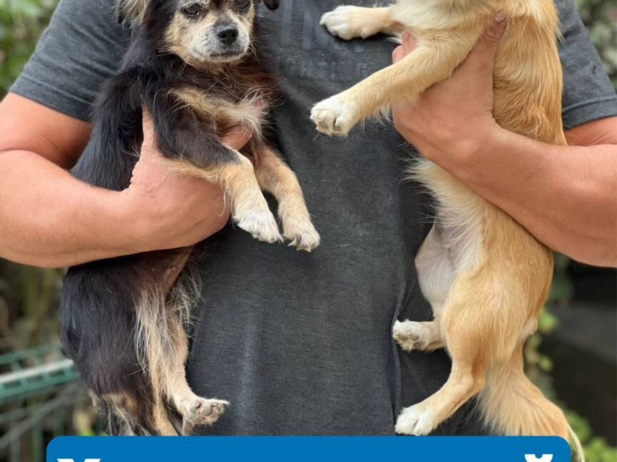 Две собаки ищут один дом