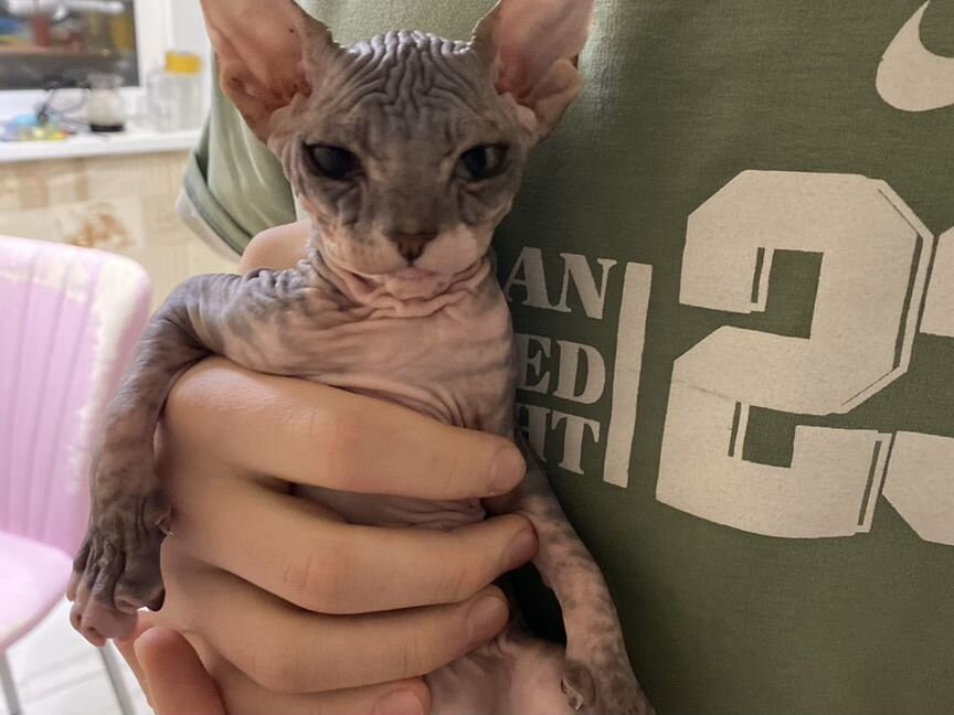 Донской сфинкс котята