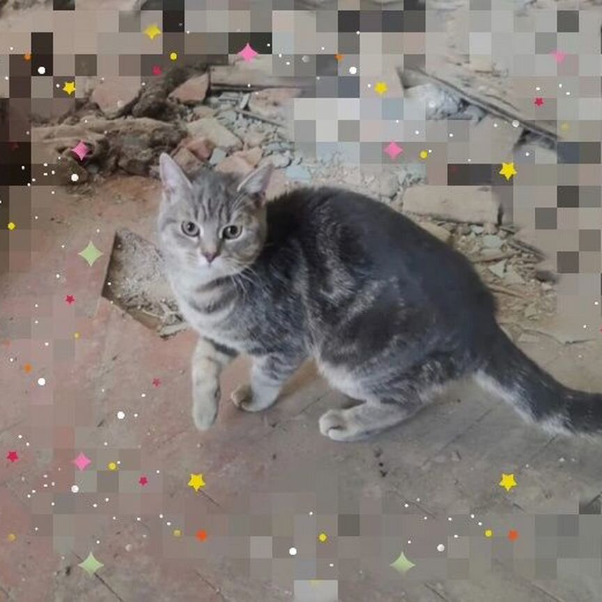 Отдам в добрые руки