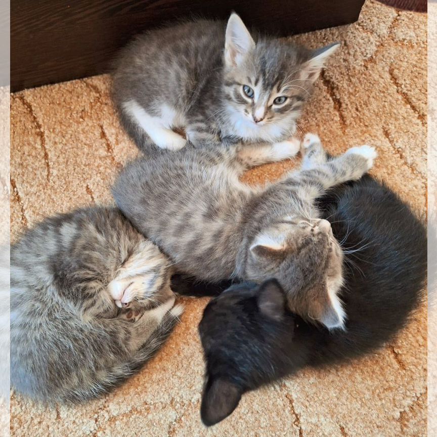 Котята в добрые руки бесплатно