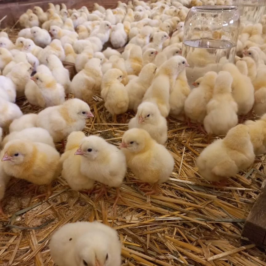 Цыплята бройлеры