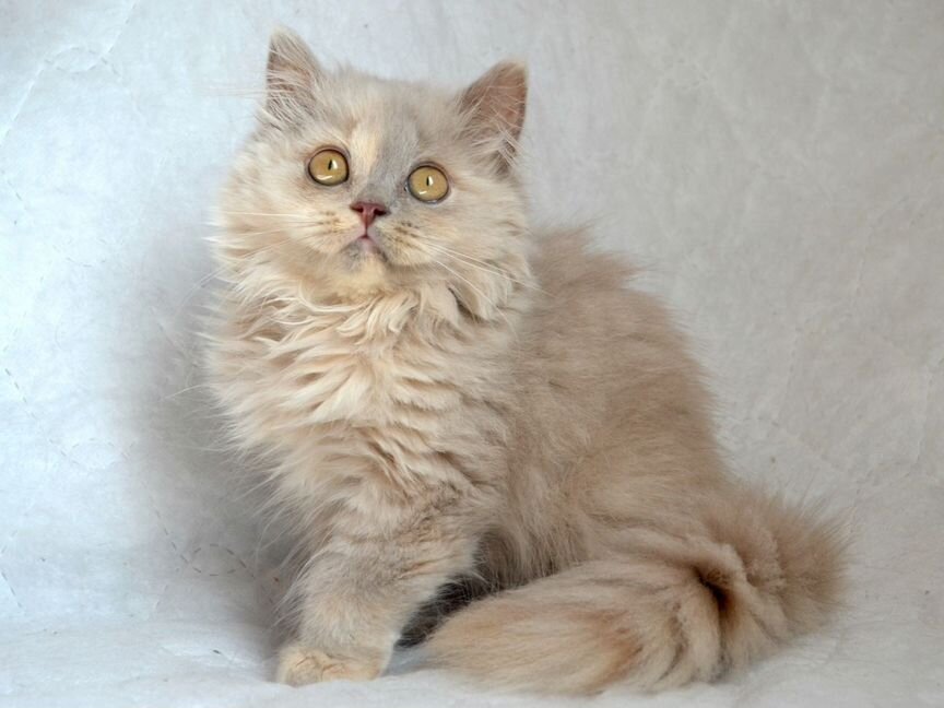 Британские котята