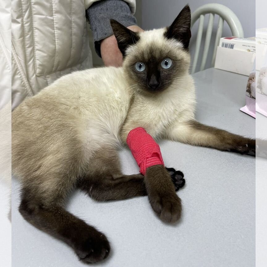 Сиамский котенок девочка