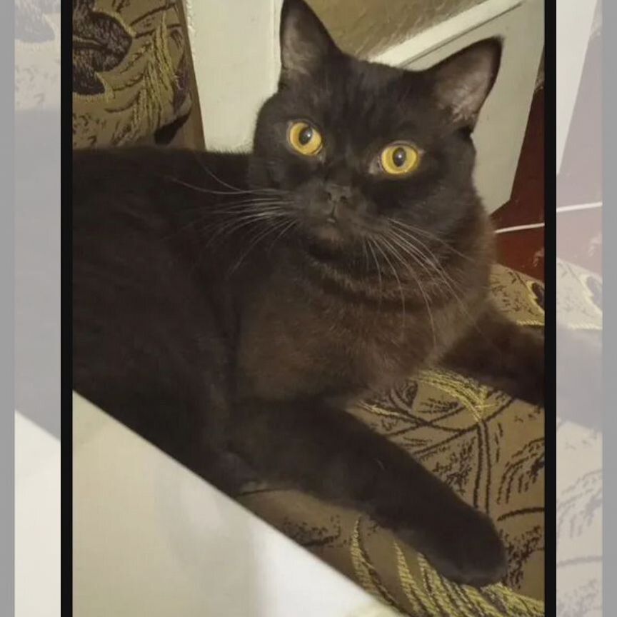 Котик в добрые руки