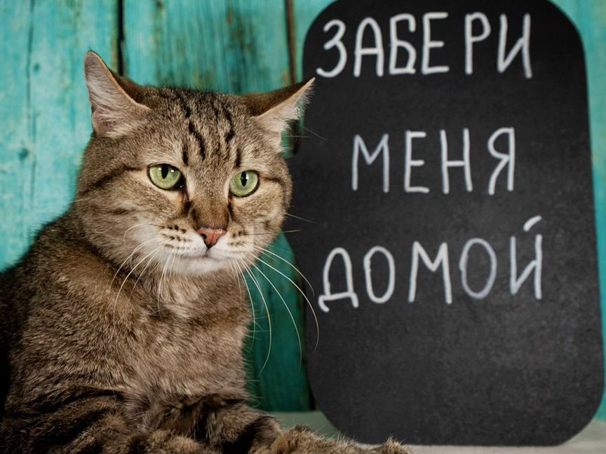 Добрый котик ищет дом