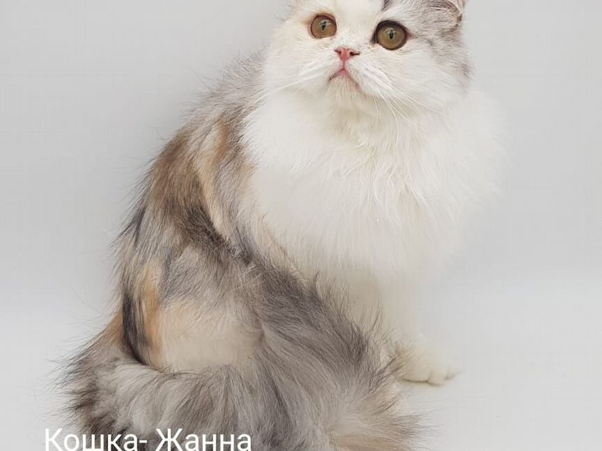 Кошка