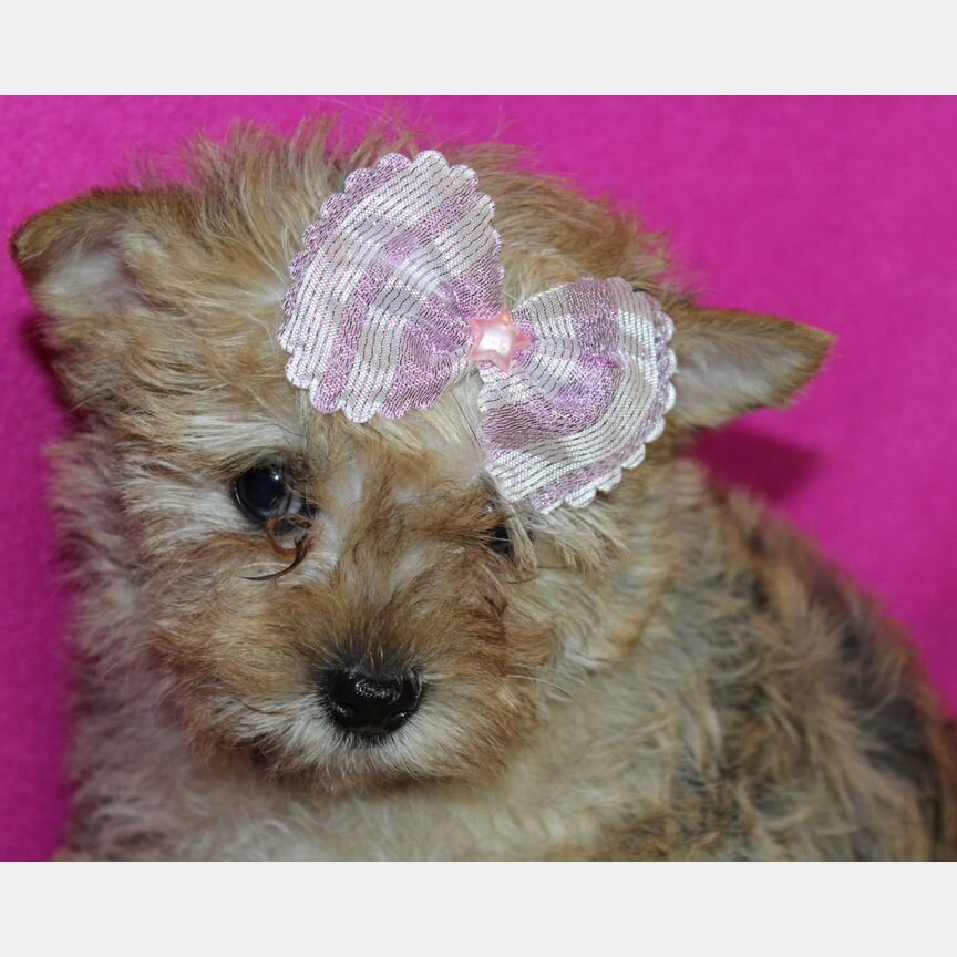 Золото оно всегда золото