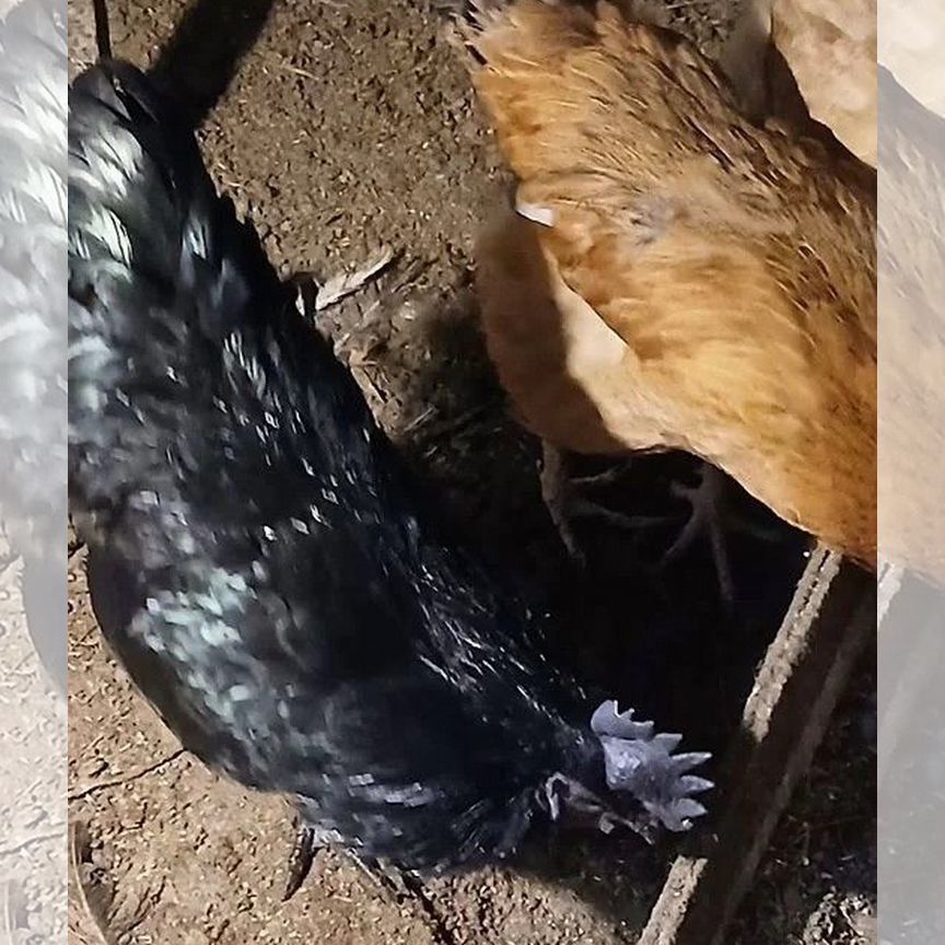 Петух ухейилюй