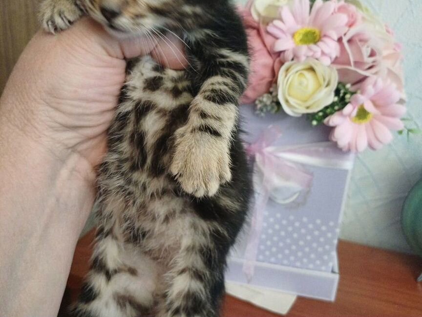 Прелестныечистопородные бенгалские котята разного