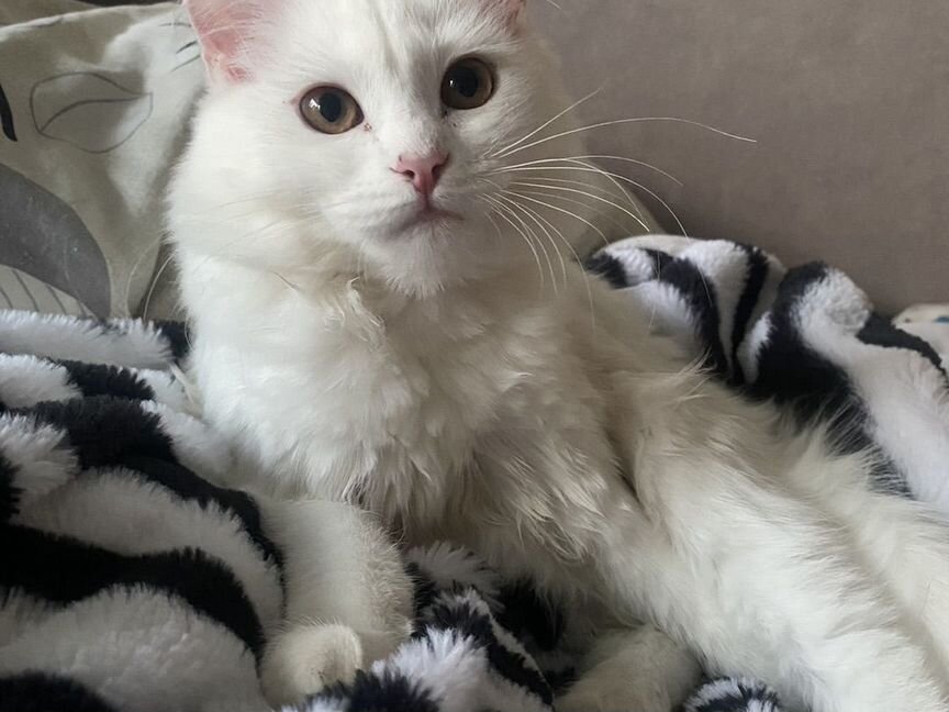 Отдается кошечка в добрые руки