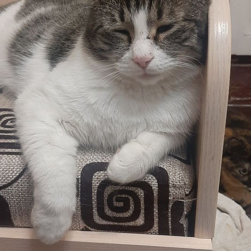 Классный кот