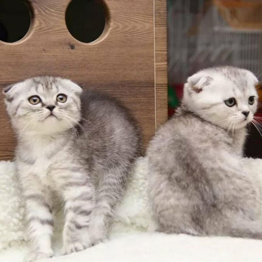 Шотландские котята окрас вискас