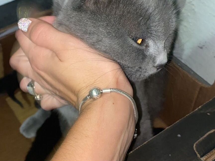 Котятки от британки