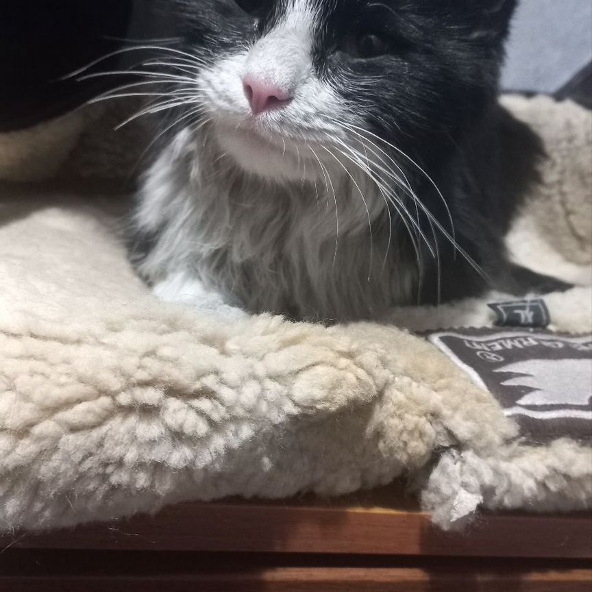 Котик в добрые руки