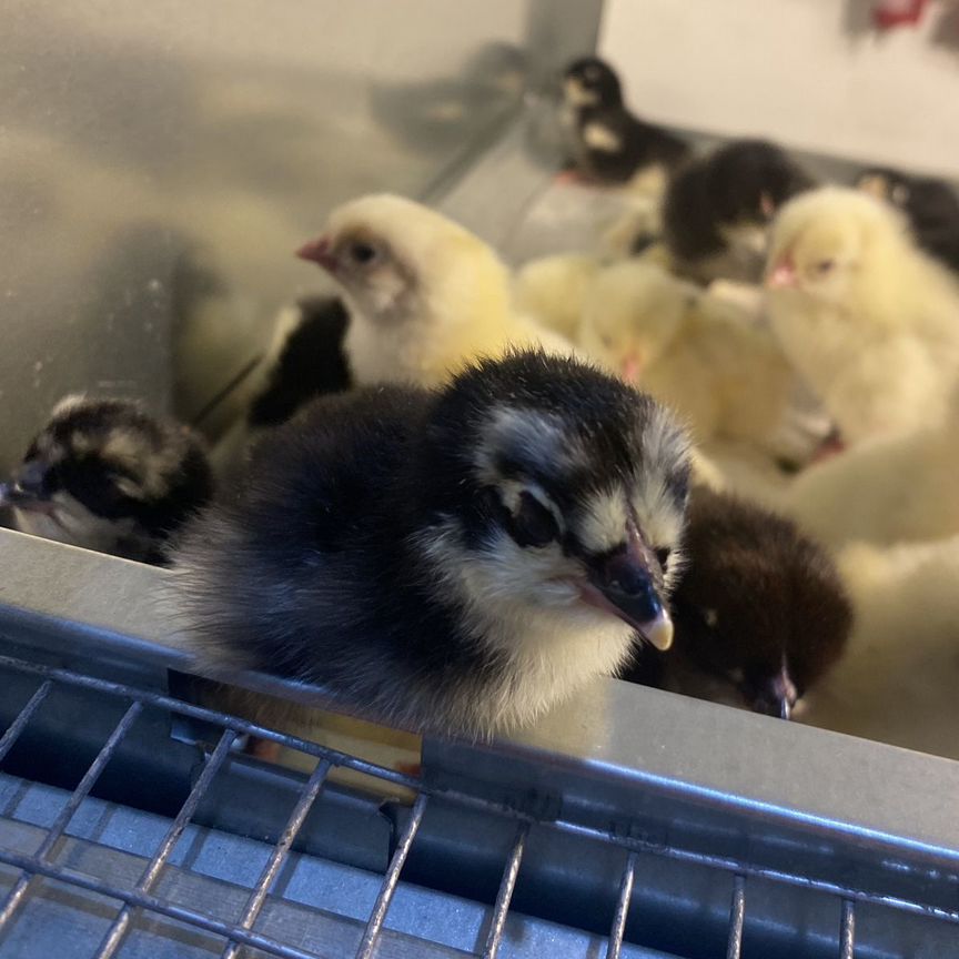 Цыплята Микс несушки