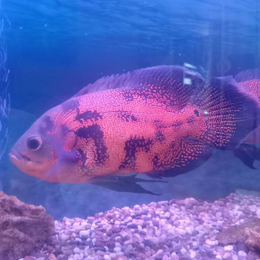 Астронотус 2 шт. отдам